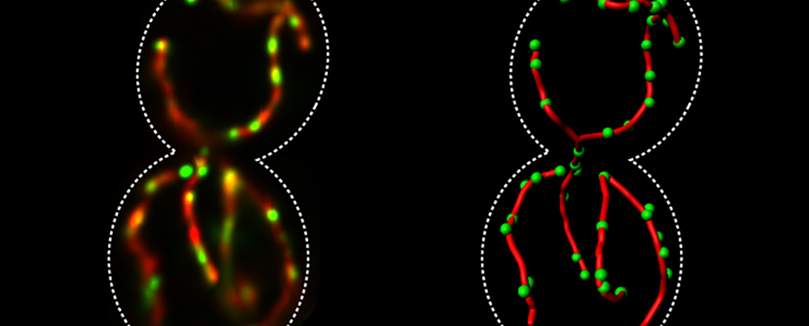 Organellar quality control, dynamics, and inheritance - Walter Lab